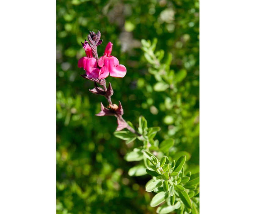 Colorado Springs Utilities Xeriscaping - Wild Thing Sage