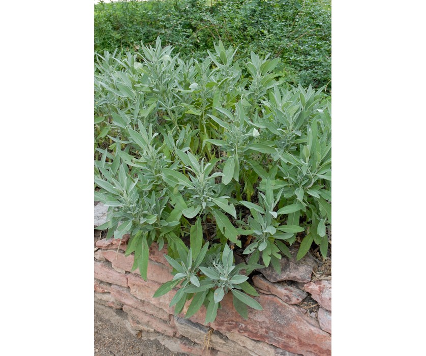 Colorado Springs Utilities Xeriscaping - Kitchen Sage