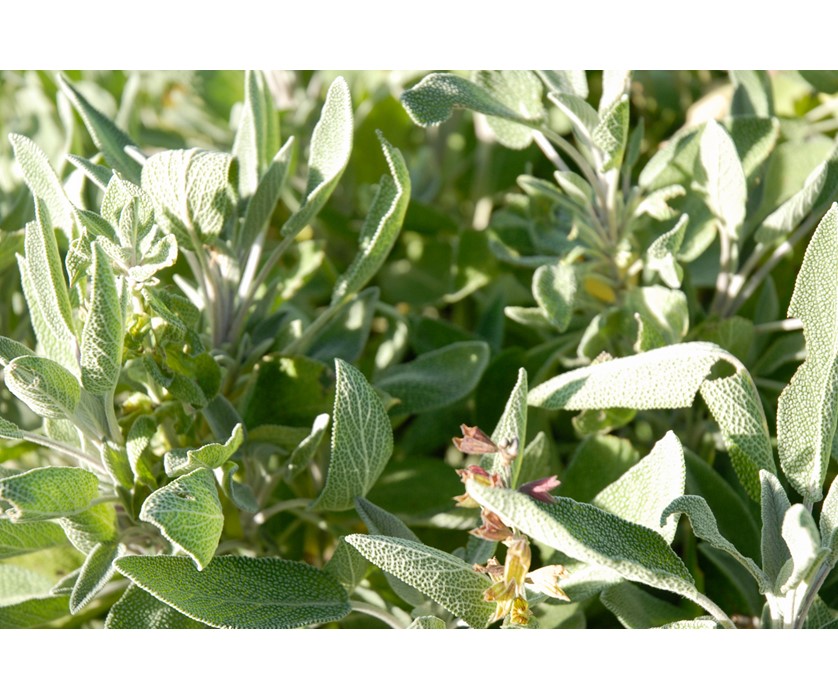 Colorado Springs Utilities Xeriscaping - Kitchen Sage