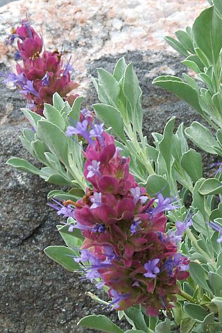 Colorado Springs Utilities Xeriscaping - Mojave Sage