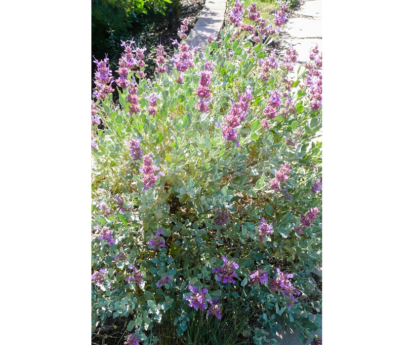 Colorado Springs Utilities Xeriscaping - Mojave Sage