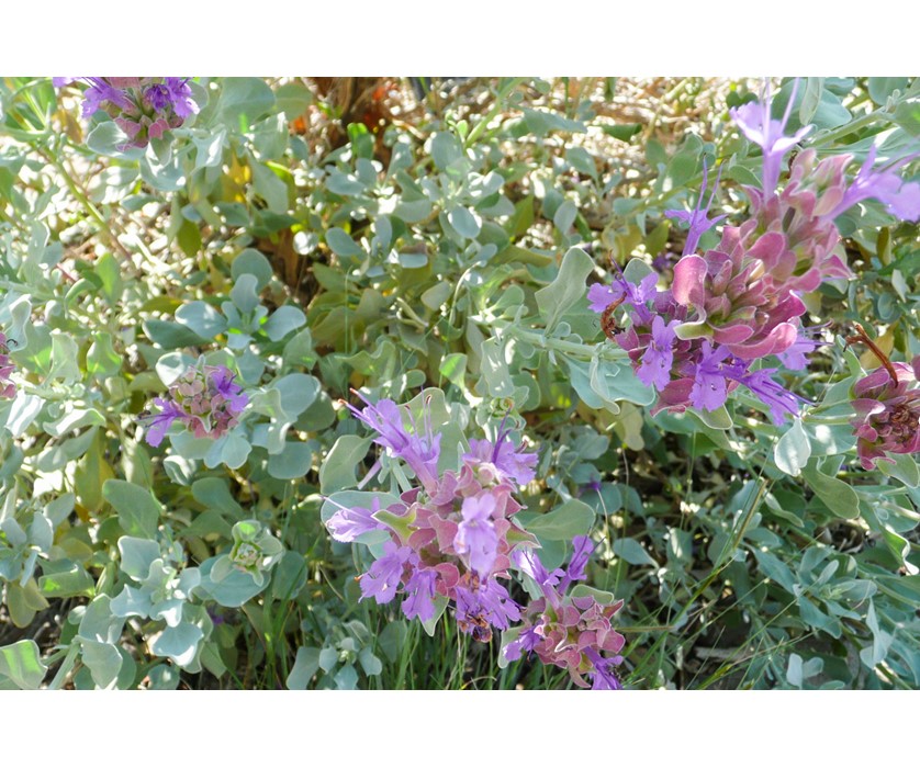 Colorado Springs Utilities Xeriscaping - Mojave Sage