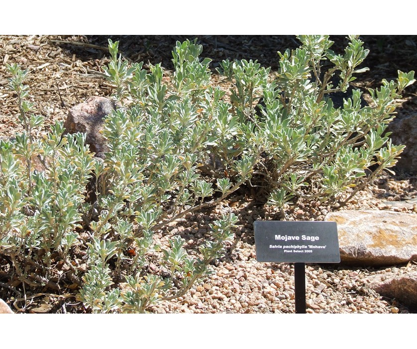 Colorado Springs Utilities Xeriscaping - Mojave Sage