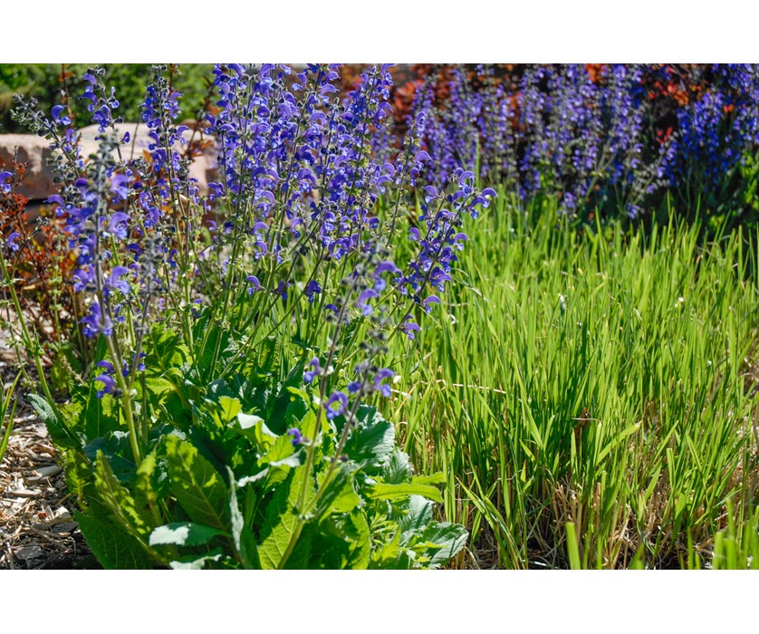 Colorado Springs Utilities Xeriscaping - Meadow Clary Sage