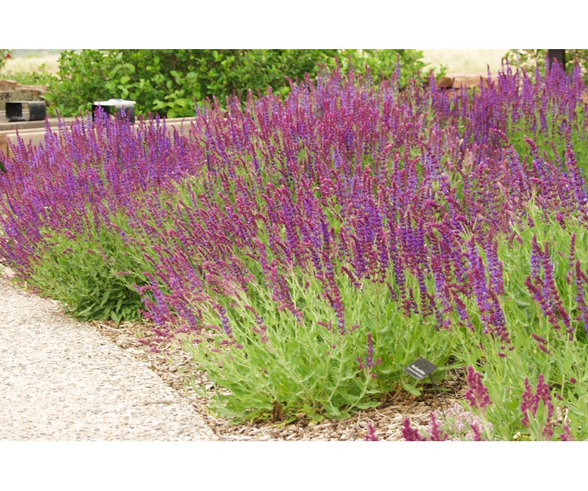 Colorado Springs Utilities Xeriscaping - May Night Sage