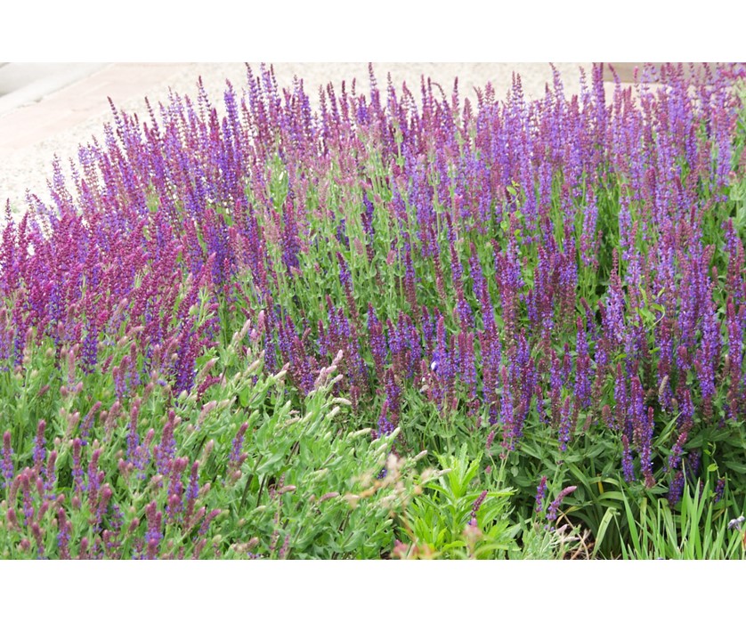 Colorado Springs Utilities Xeriscaping - May Night Sage