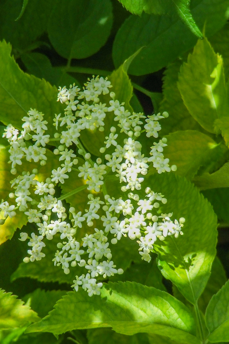 Colorado Springs Utilities Xeriscaping - Golden Elder