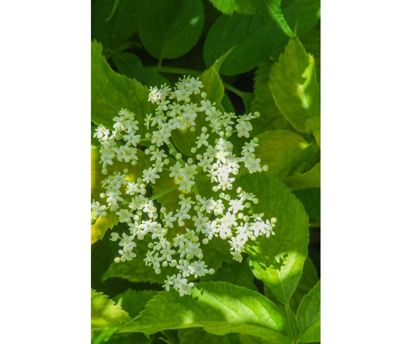 Colorado Springs Utilities Xeriscaping - Golden Elder