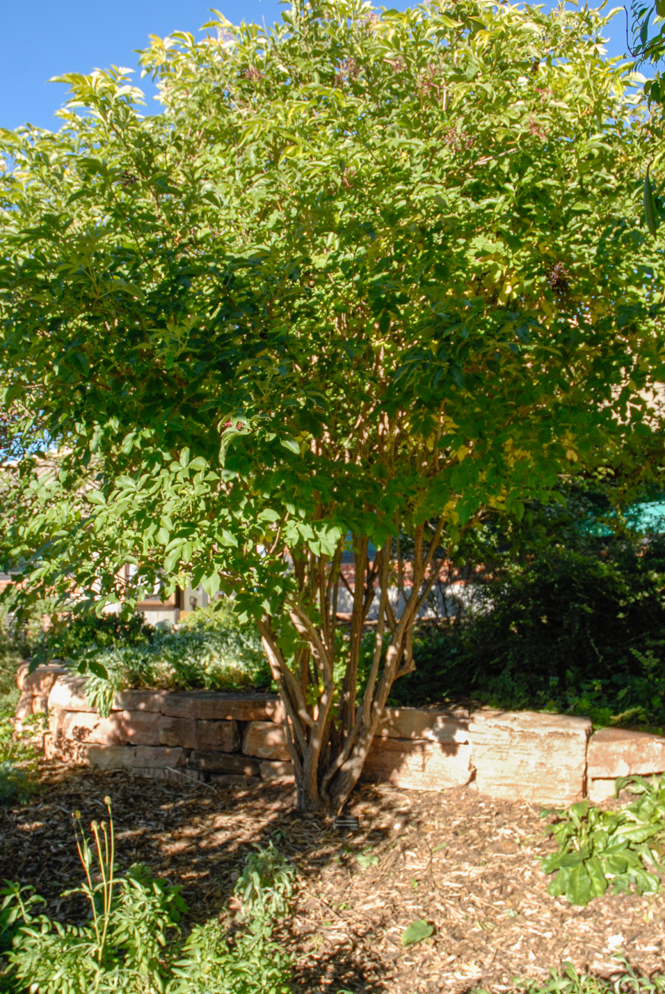 Colorado Springs Utilities Xeriscaping - Golden Elder