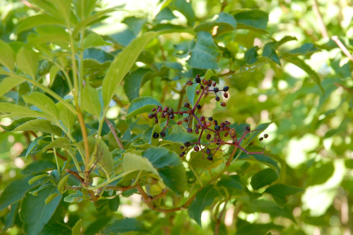 Colorado Springs Utilities Xeriscaping - Golden Elder