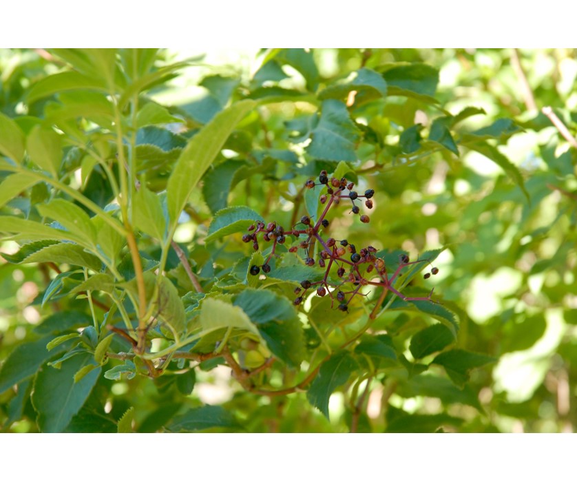 Colorado Springs Utilities Xeriscaping - Golden Elder