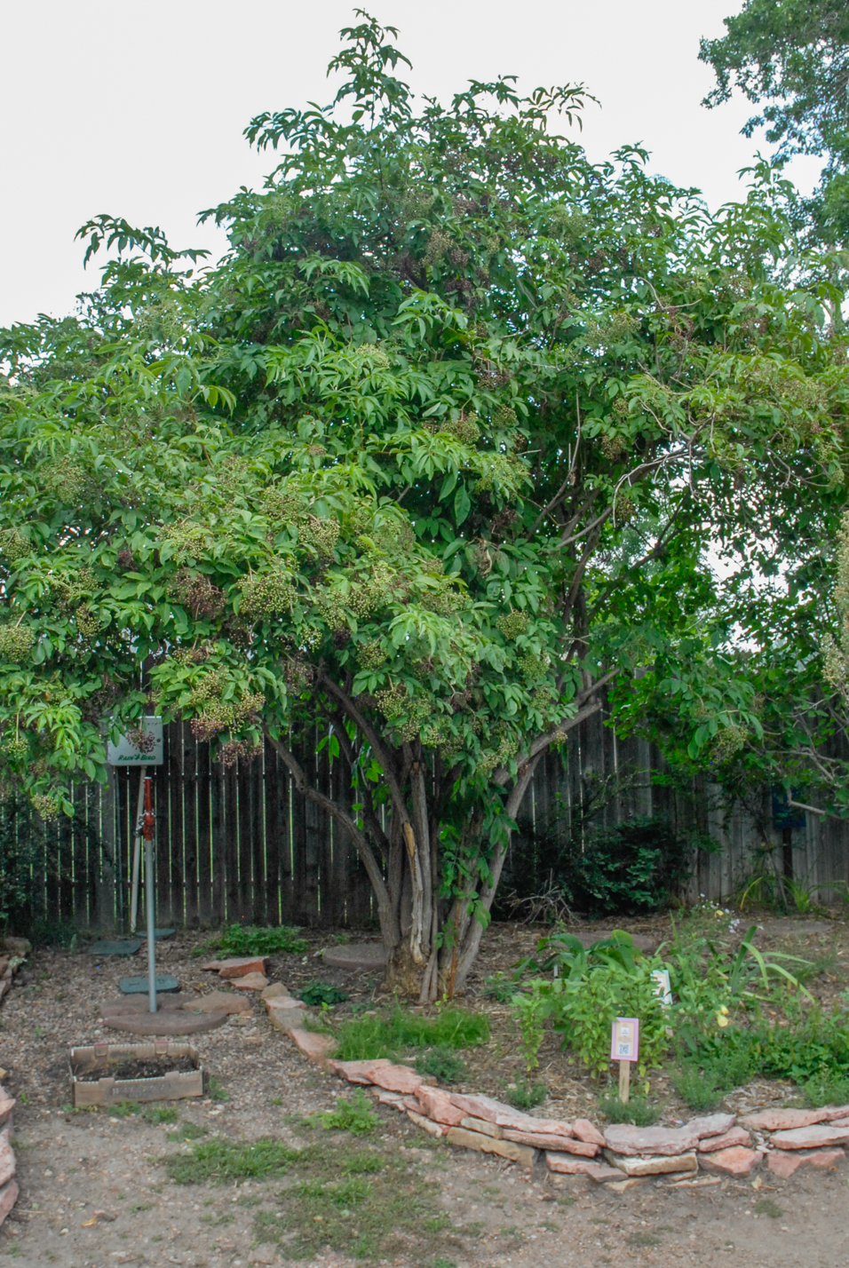 Colorado Springs Utilities Xeriscaping - Golden Elder