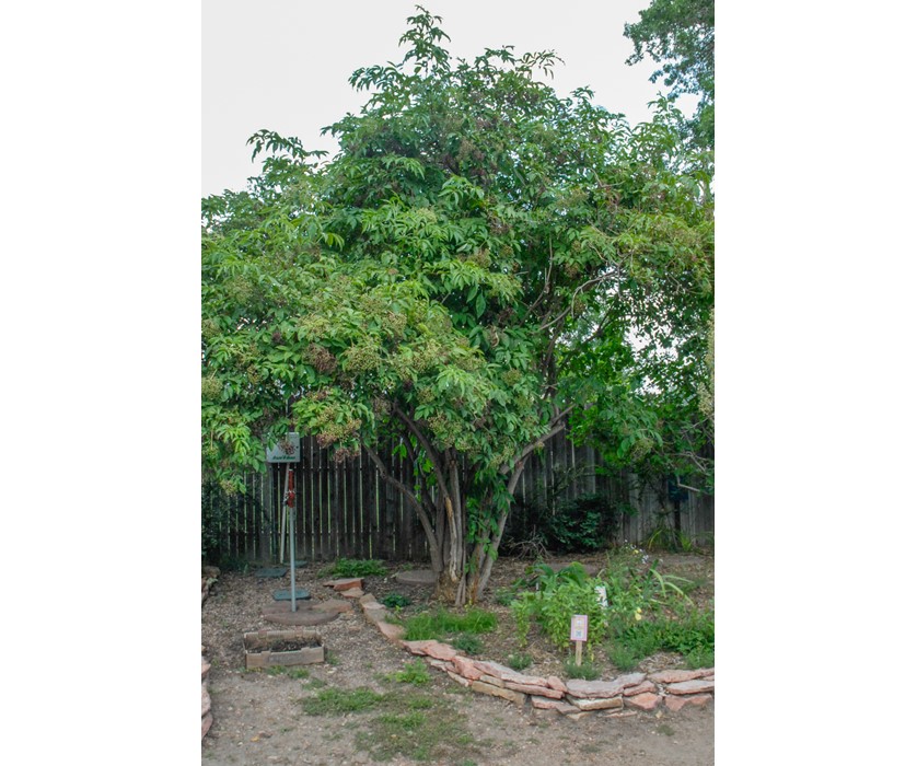 Colorado Springs Utilities Xeriscaping - Golden Elder