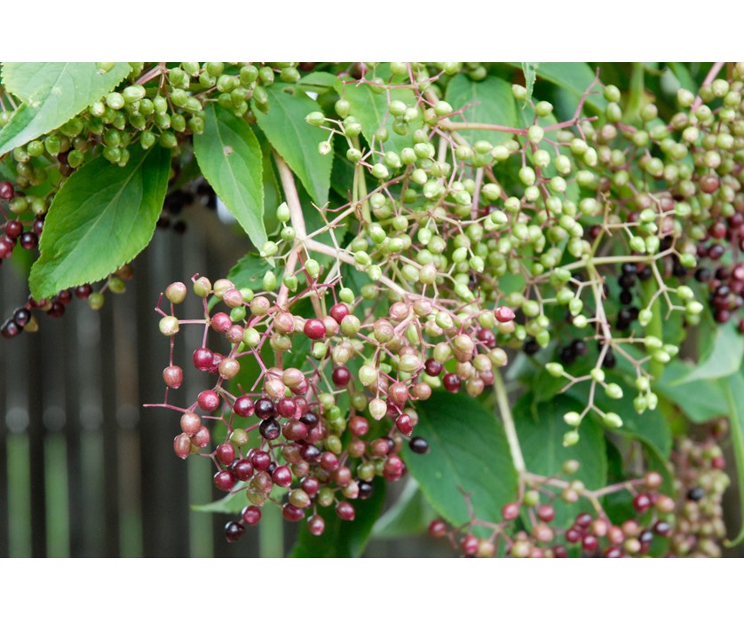 Colorado Springs Utilities Xeriscaping - Golden Elder