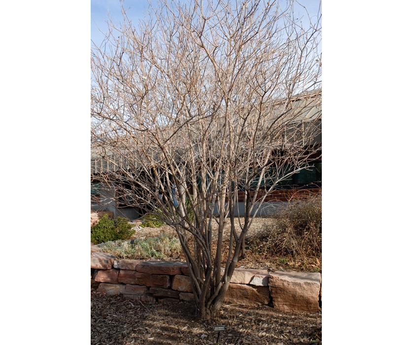 Colorado Springs Utilities Xeriscaping - Golden Elder