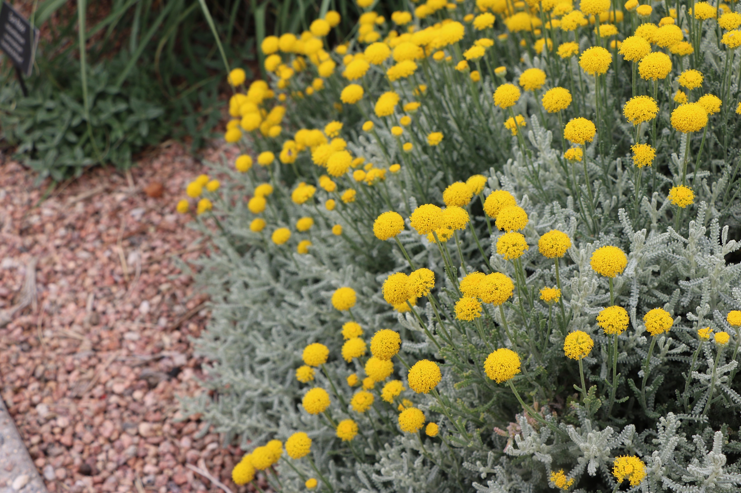 Colorado Springs Utilities Xeriscaping - Lavender Cotton