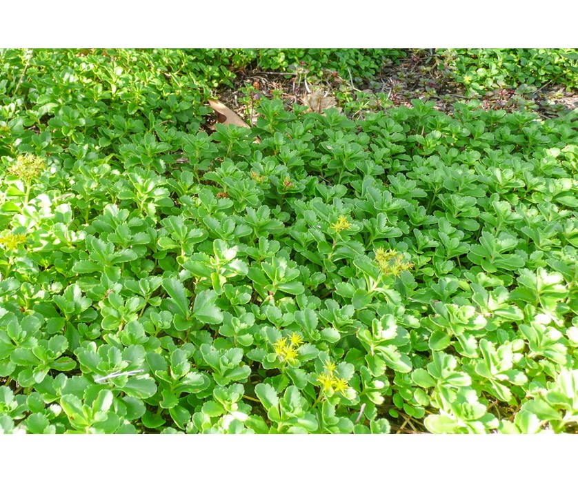 Colorado Springs Utilities Xeriscaping - Orange Stonecrop