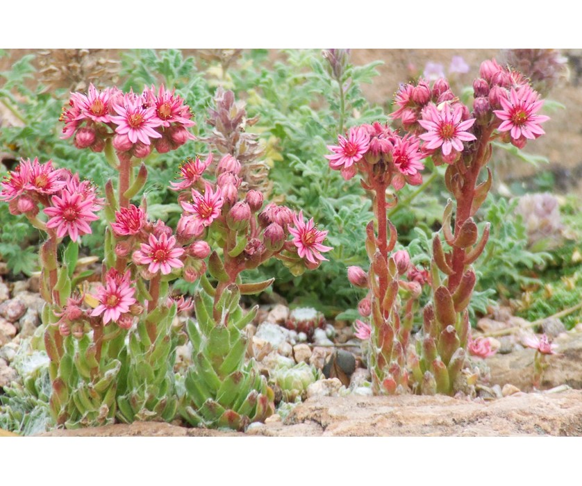 Colorado Springs Utilities Xeriscaping - Cobweb Houseleek