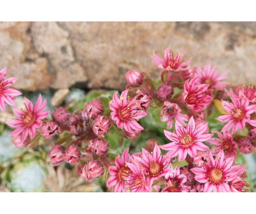 Colorado Springs Utilities Xeriscaping - Cobweb Houseleek