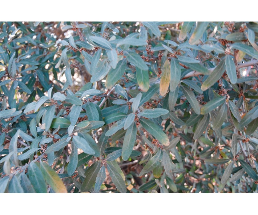 Colorado Springs Utilities Xeriscaping - Silver Buffaloberry