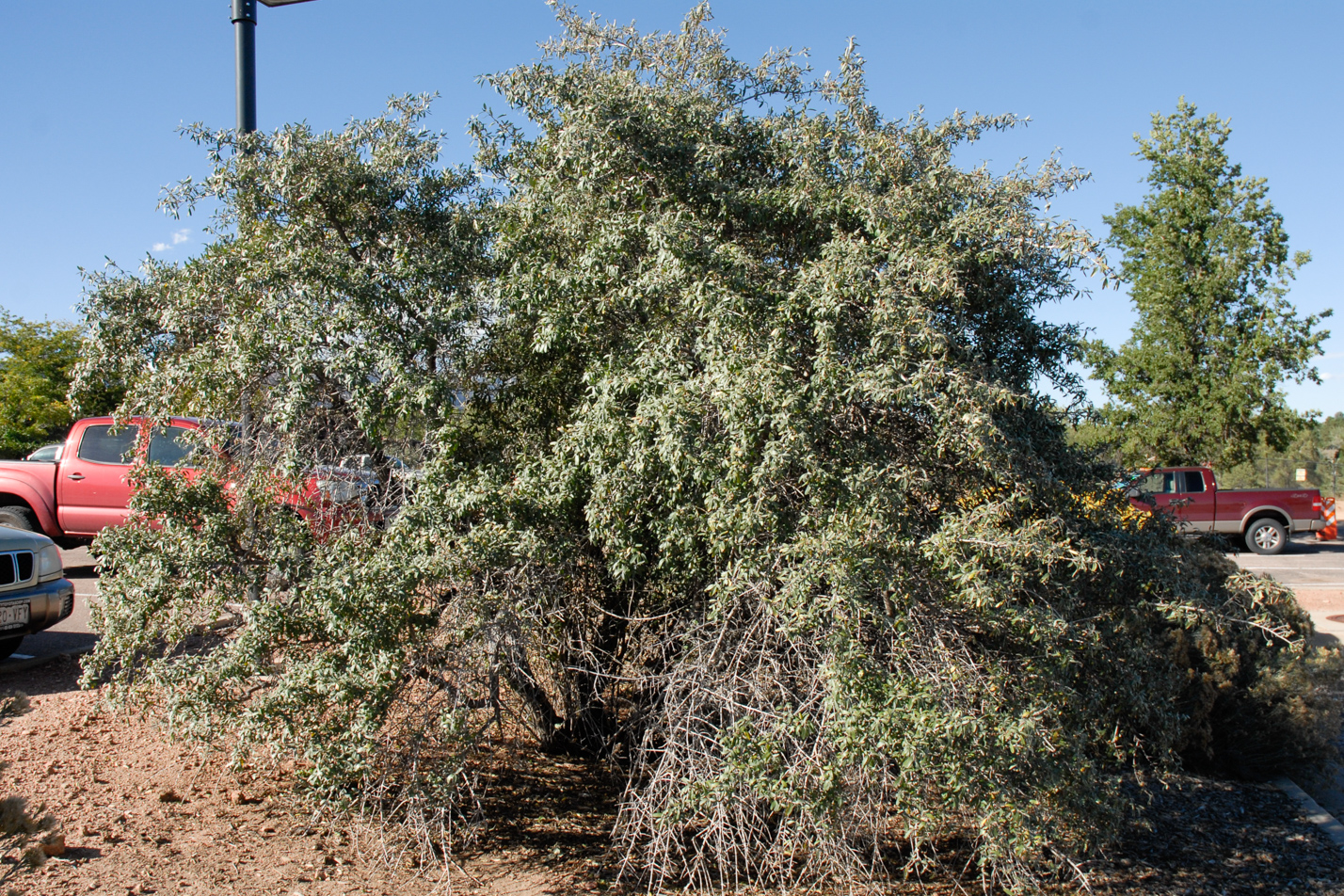 Colorado Springs Utilities Xeriscaping - Silver Buffaloberry