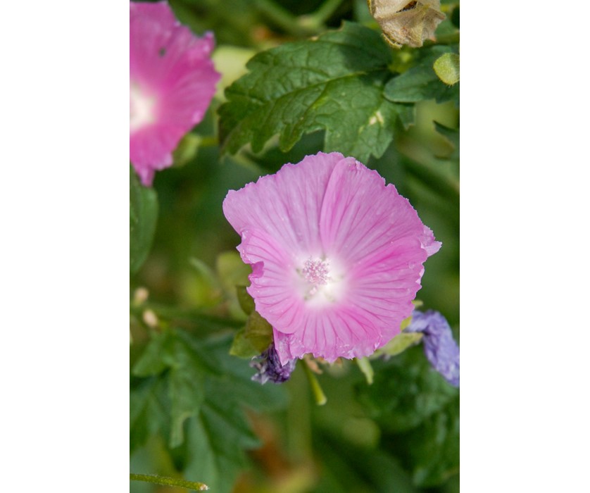 Colorado Springs Utilities Xeriscaping - Party Girl Prairie Mallow