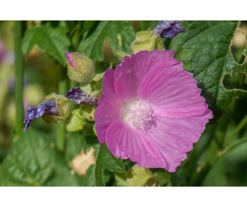 Colorado Springs Utilities Xeriscaping - Party Girl Prairie Mallow