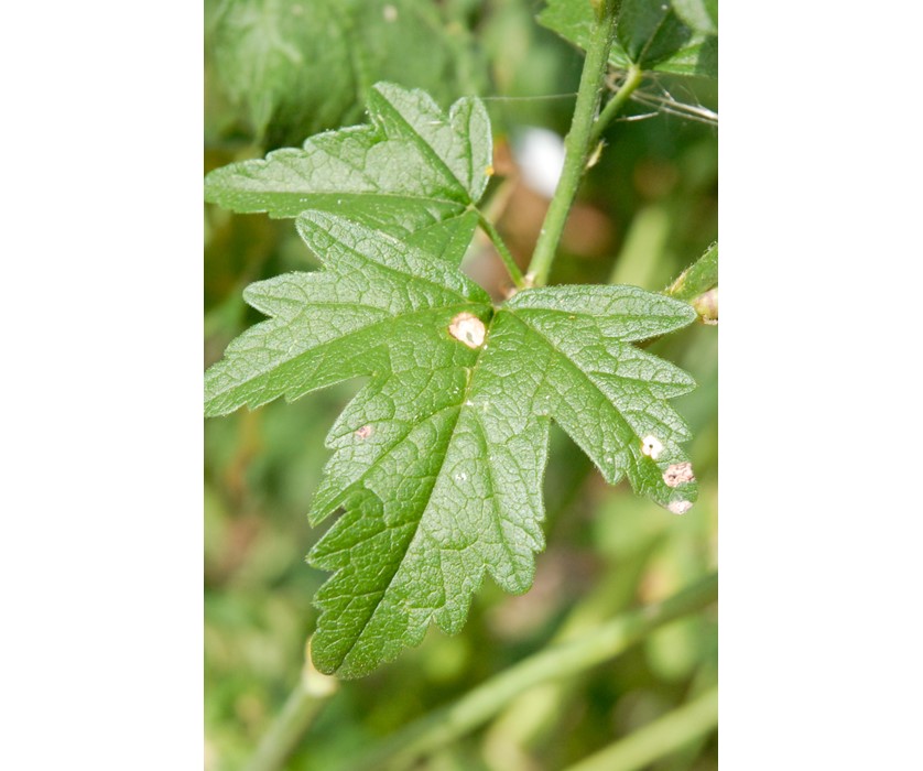 Colorado Springs Utilities Xeriscaping - Party Girl Prairie Mallow