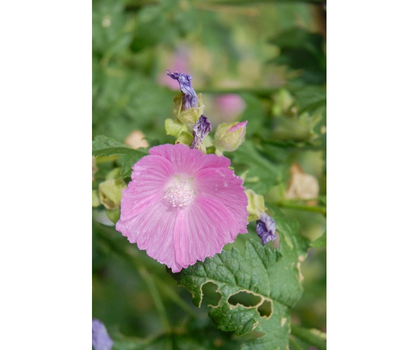 Colorado Springs Utilities Xeriscaping - Party Girl Prairie Mallow