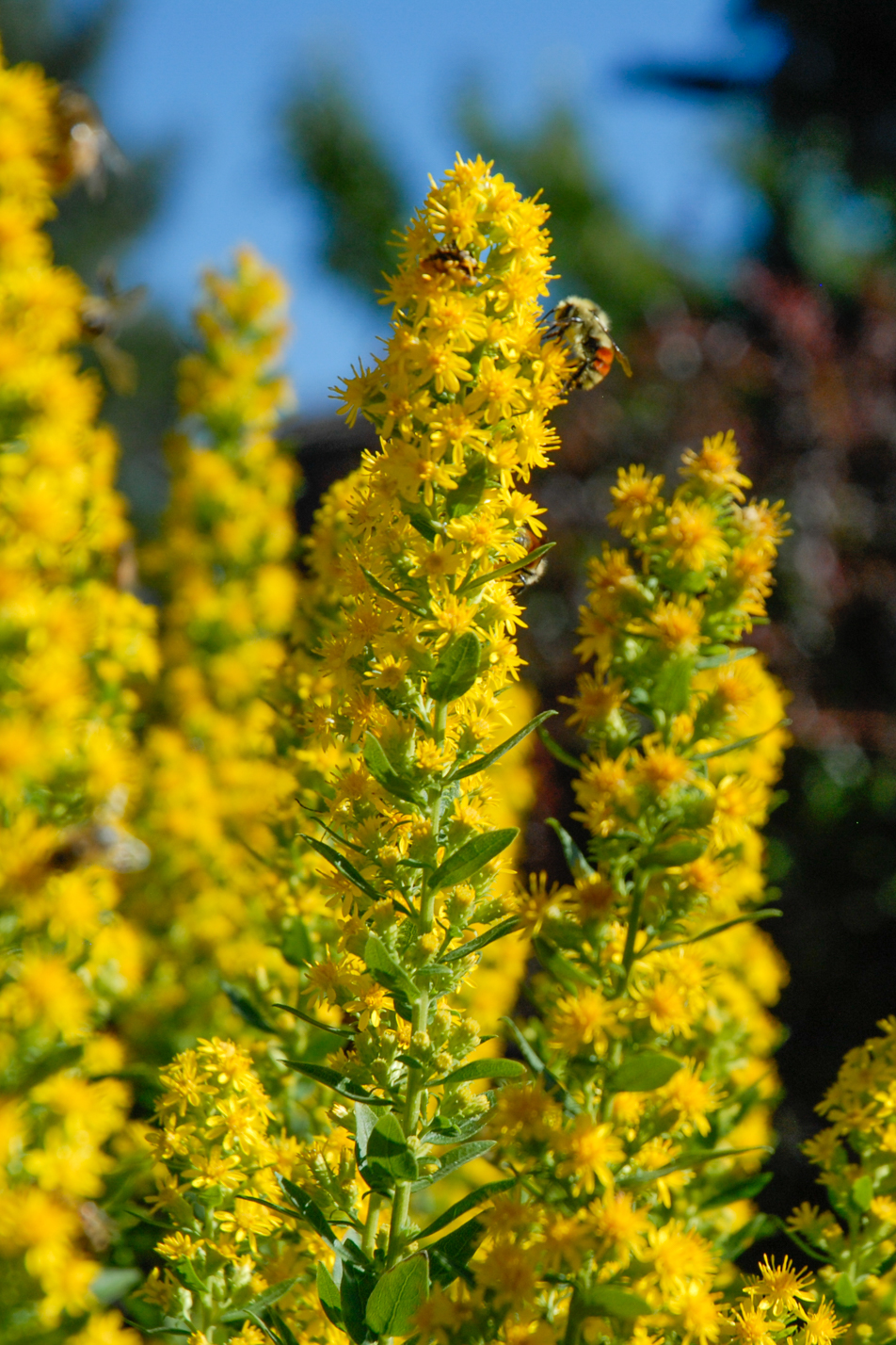 Colorado Springs Utilities Xeriscaping - Wichita Mountain Goldenrod