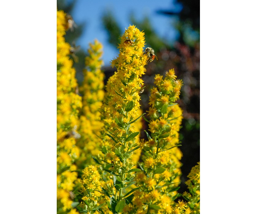 Colorado Springs Utilities Xeriscaping - Wichita Mountain Goldenrod
