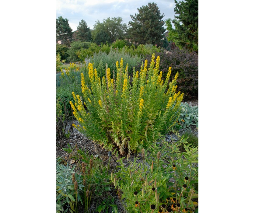 Colorado Springs Utilities Xeriscaping - Wichita Mountain Goldenrod