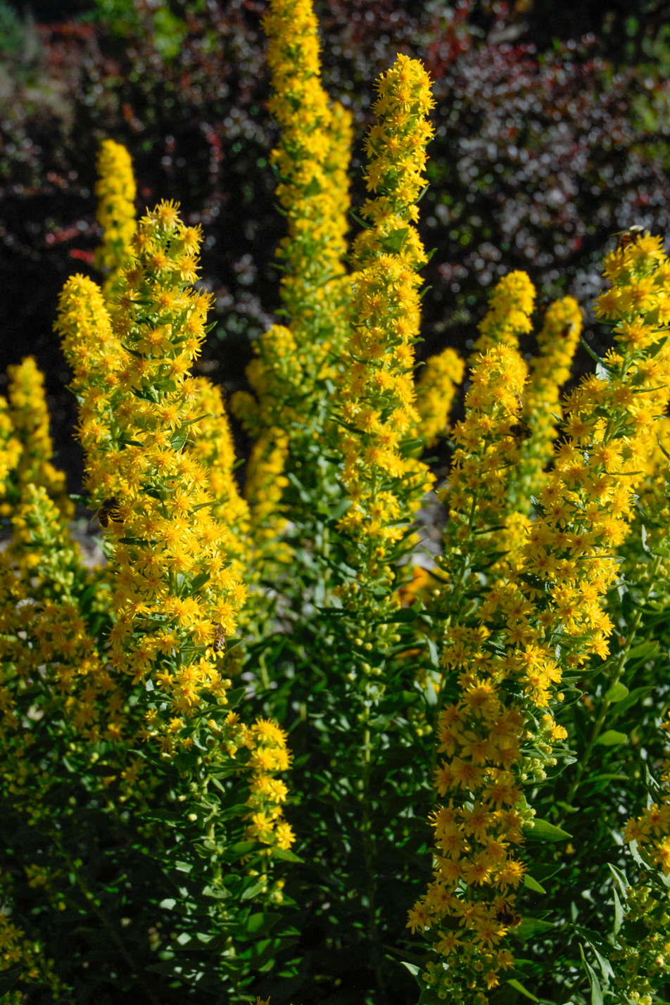 Colorado Springs Utilities Xeriscaping - Wichita Mountain Goldenrod