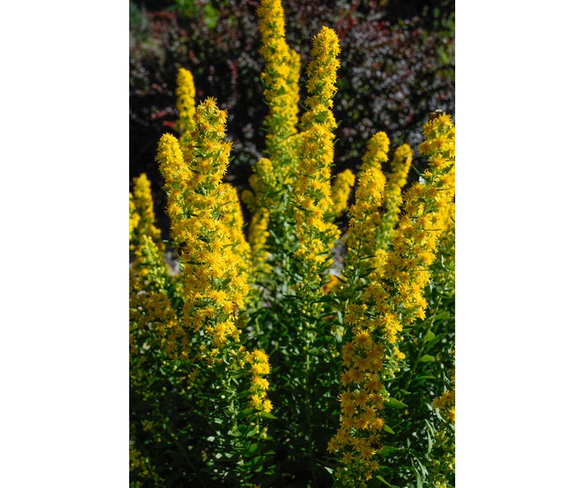 Colorado Springs Utilities Xeriscaping - Wichita Mountain Goldenrod