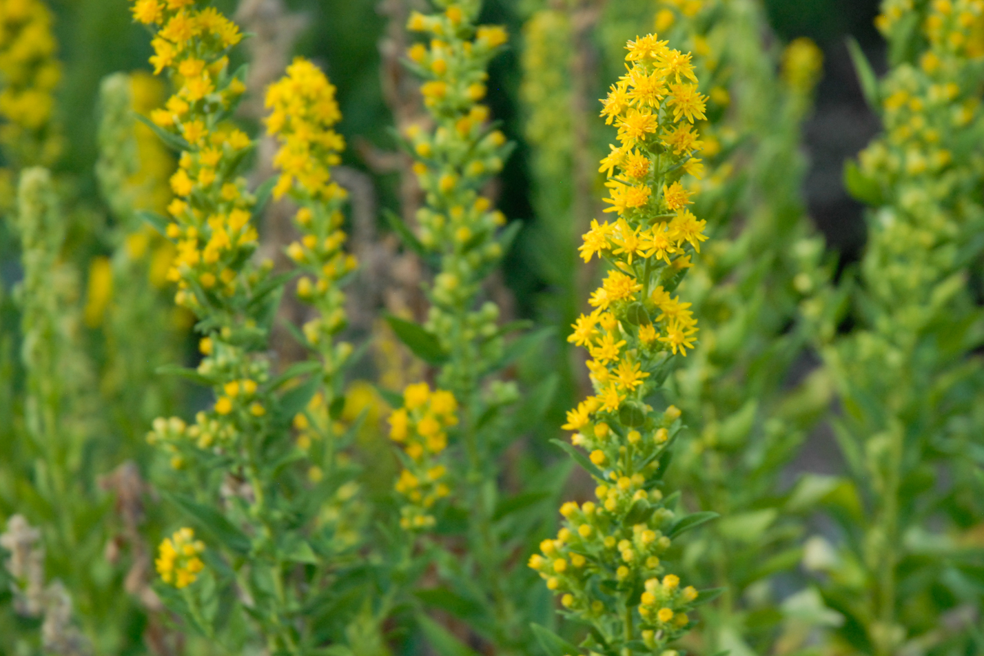Colorado Springs Utilities Xeriscaping - Wichita Mountain Goldenrod