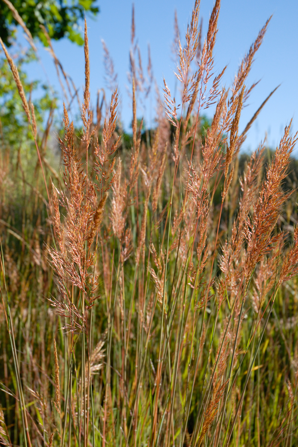Colorado Springs Utilities Xeriscaping - Indian Grass