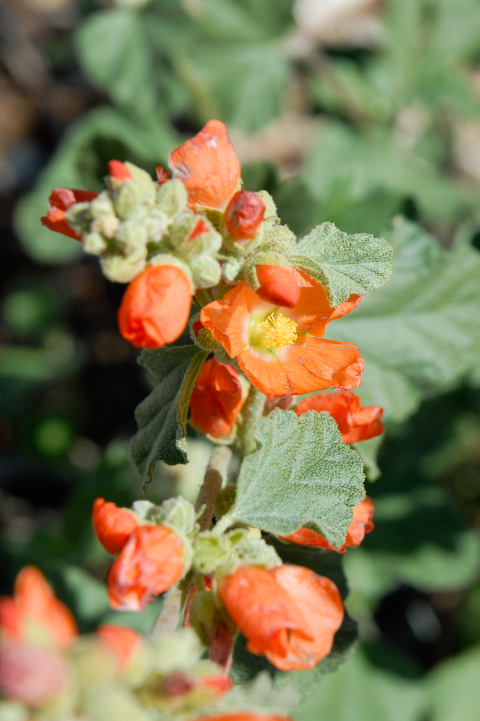 Colorado Springs Utilities Xeriscaping - Munro's Globemallow