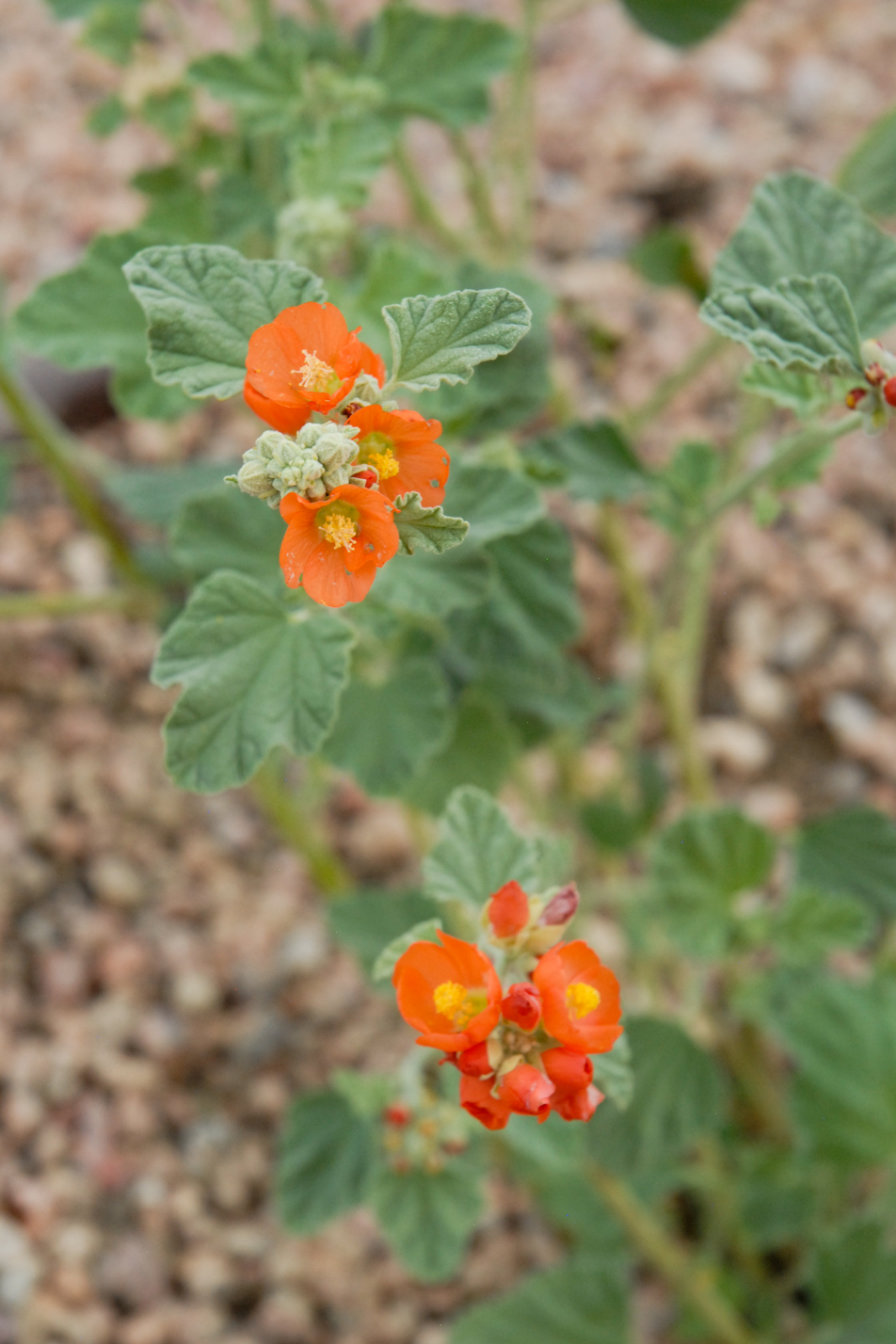 Colorado Springs Utilities Xeriscaping - Munro's Globemallow