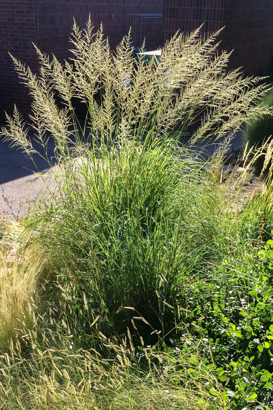 Colorado Springs Utilities Xeriscaping - Giant Sacaton