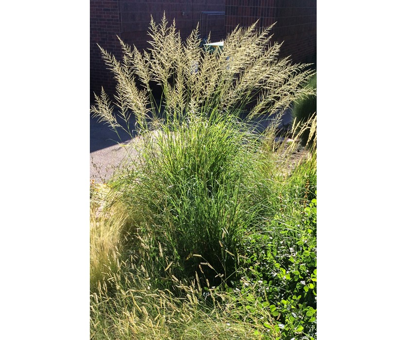 Colorado Springs Utilities Xeriscaping - Giant Sacaton