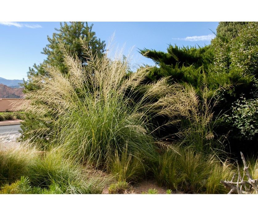Colorado Springs Utilities Xeriscaping - Giant Sacaton