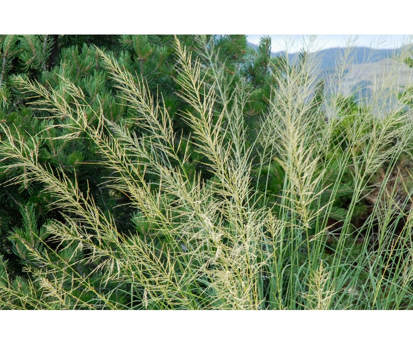 Colorado Springs Utilities Xeriscaping - Giant Sacaton