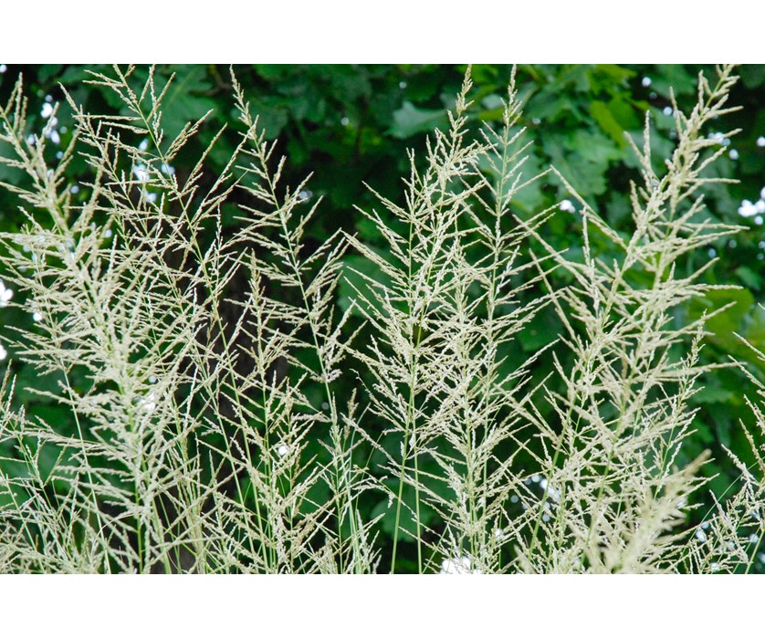 Colorado Springs Utilities Xeriscaping - Giant Sacaton