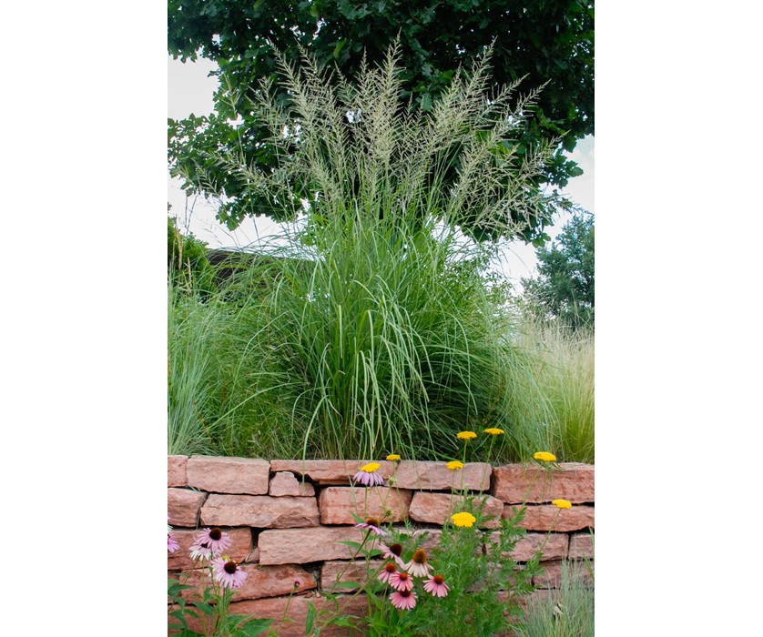 Colorado Springs Utilities Xeriscaping - Giant Sacaton