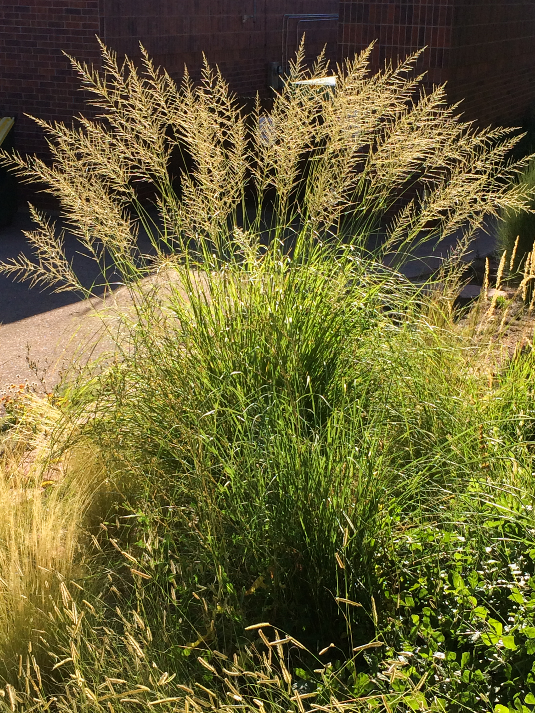 Colorado Springs Utilities Xeriscaping - Giant Sacaton