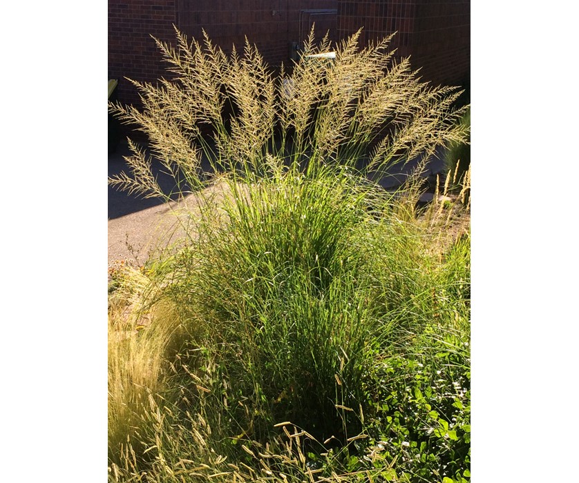 Colorado Springs Utilities Xeriscaping - Giant Sacaton