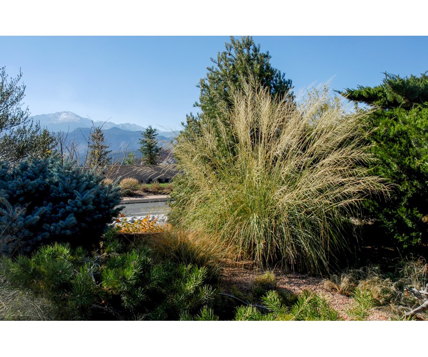 Colorado Springs Utilities Xeriscaping - Giant Sacaton