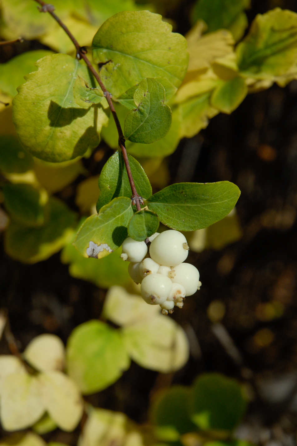 Colorado Springs Utilities Xeriscaping - Common Snowberry