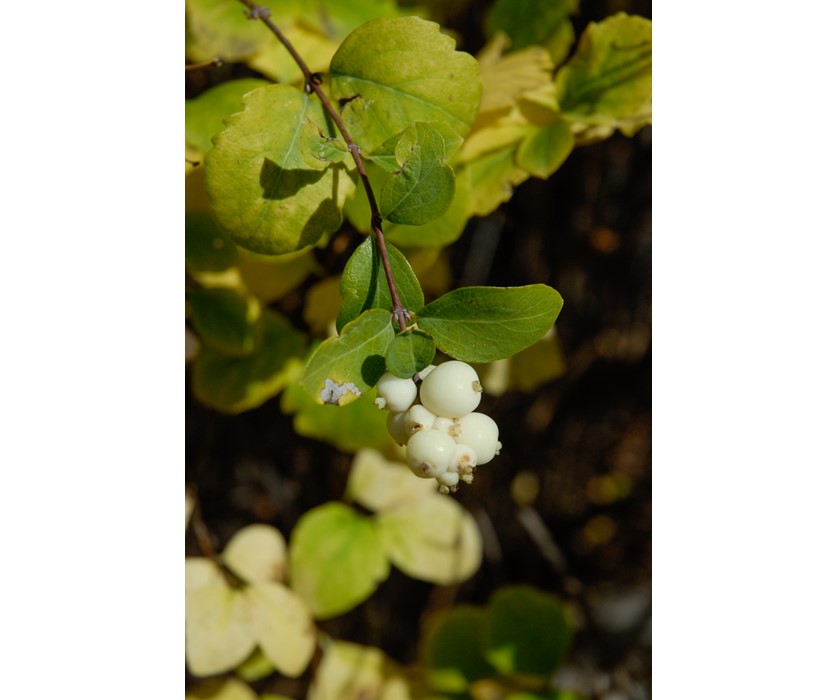 Colorado Springs Utilities Xeriscaping - Common Snowberry