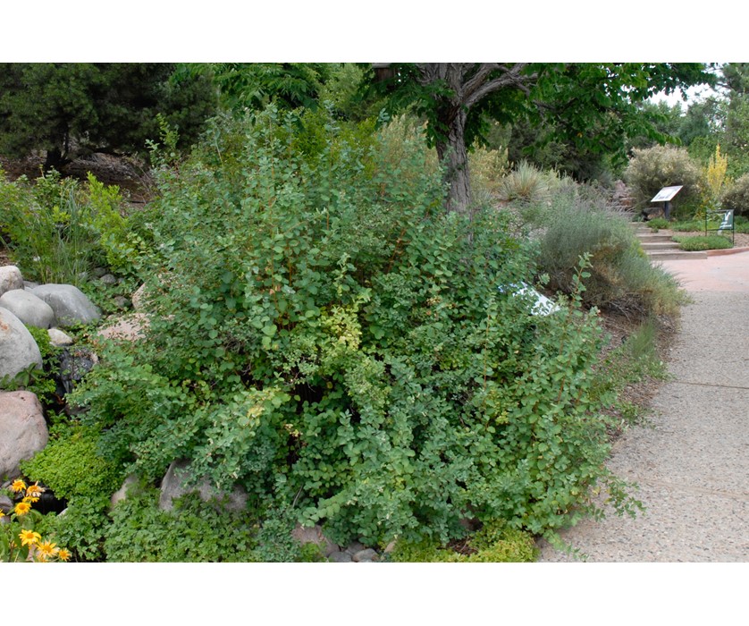 Colorado Springs Utilities Xeriscaping - Common Snowberry